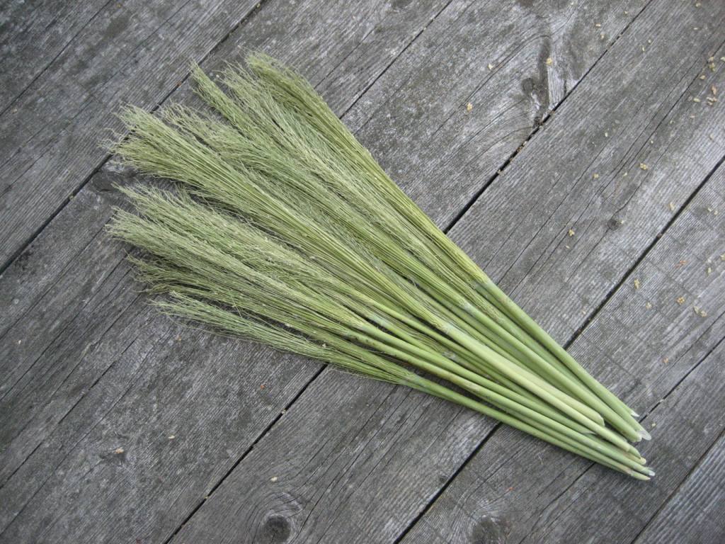 The Farmers' Museum: Broom Corn Harvest