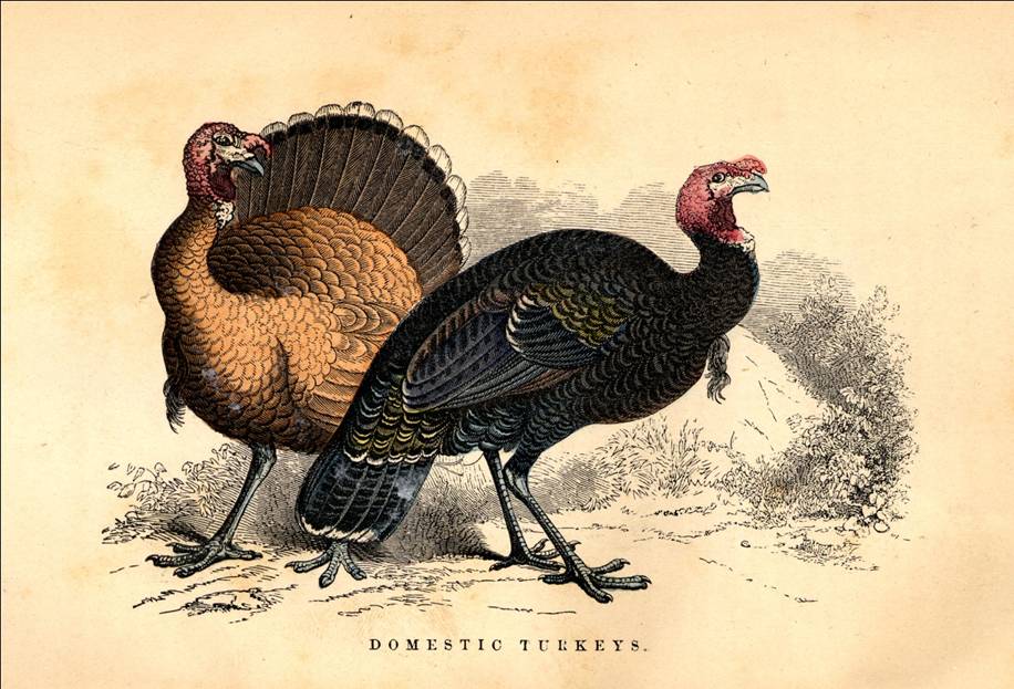 The Farmers' Museum: Thanksgiving