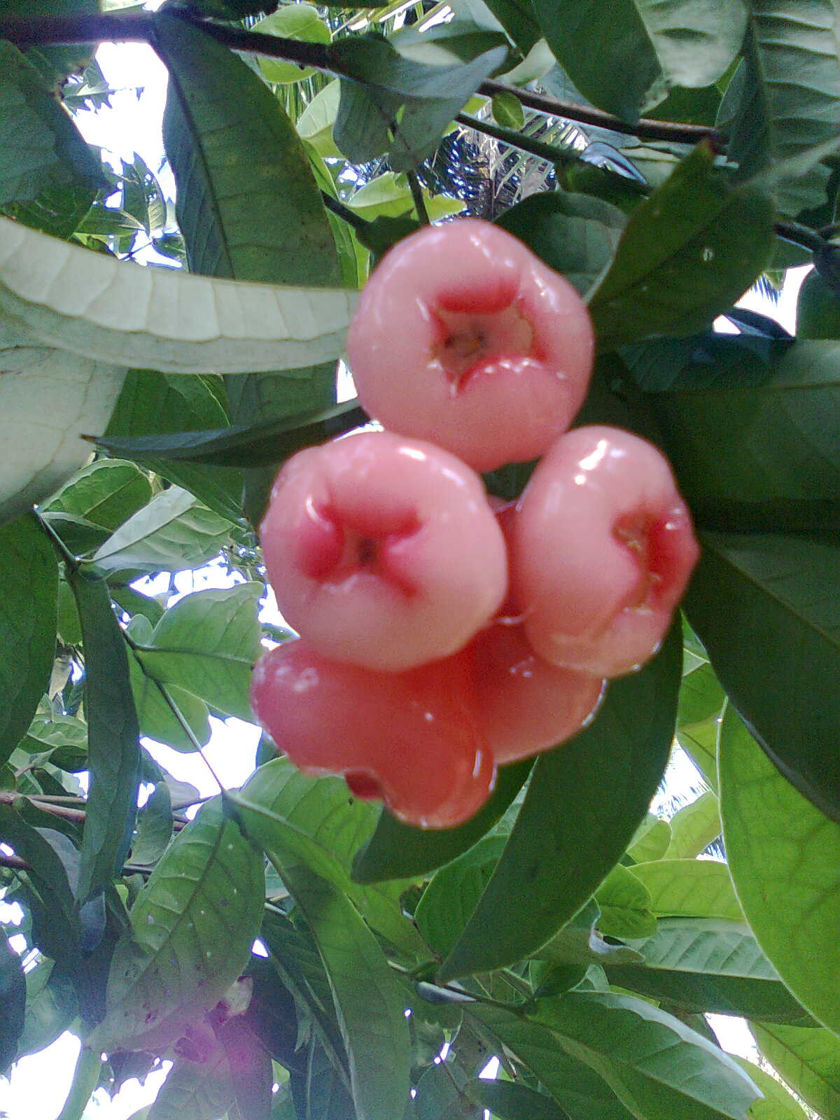 SEBS: NAME THIS FRUIT