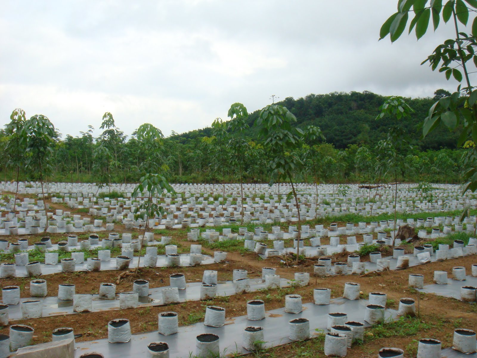 CILI FERTIGASI : HABENARIA GROW: Gambar-gambar Ladang Fertigasi