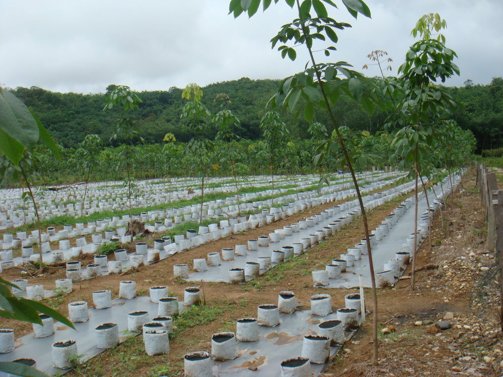 CILI FERTIGASI : HABENARIA GROW: Gambar-gambar Ladang Fertigasi