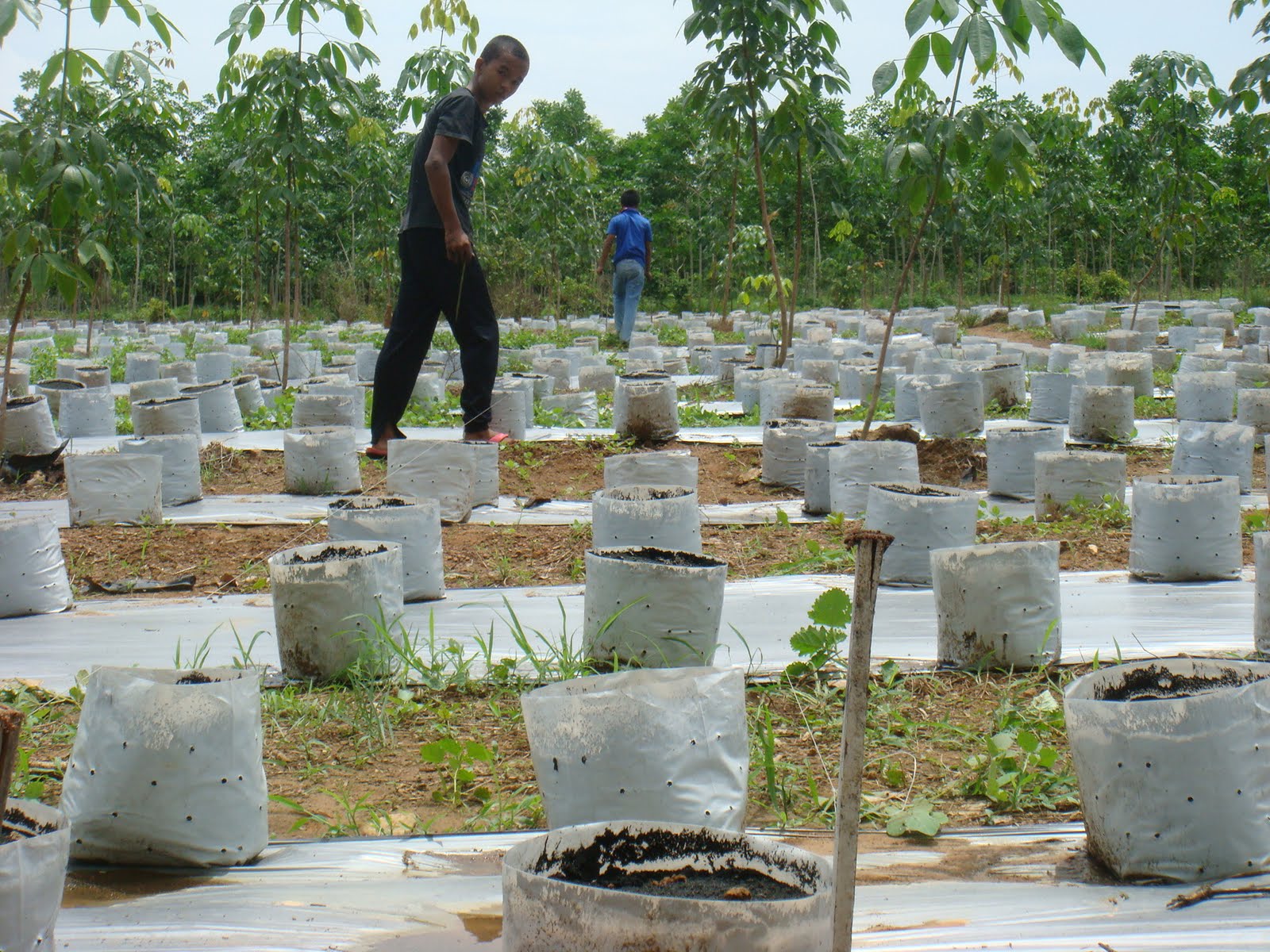 CILI FERTIGASI : HABENARIA GROW: Gambar-gambar Ladang Fertigasi
