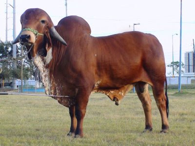 toro.jpg