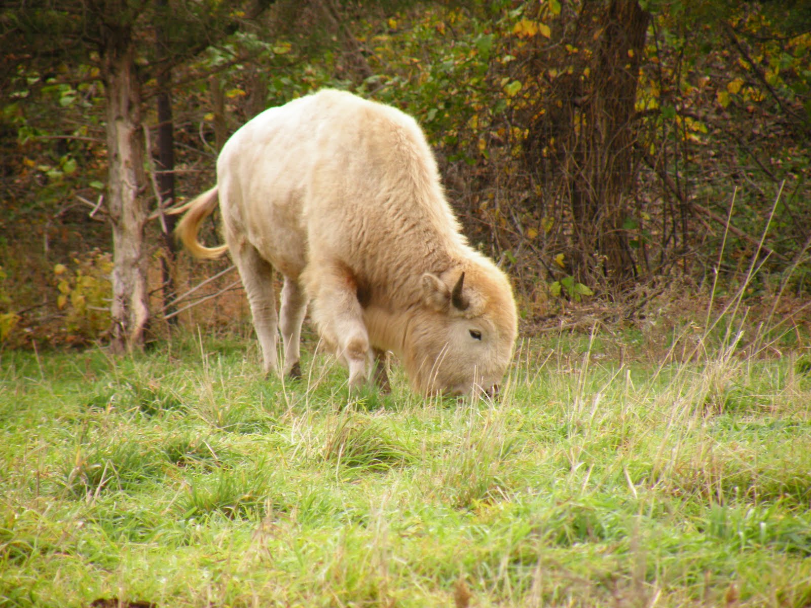 Song of the Magpie: White Buffalo