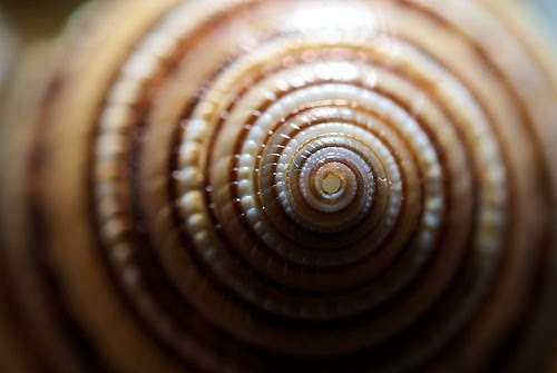 Shell Armor - Biomimicry Composites - Composite Material Blog