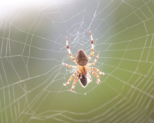 Spider Web Composite Armor - Biomimicry - Composite Material Blog