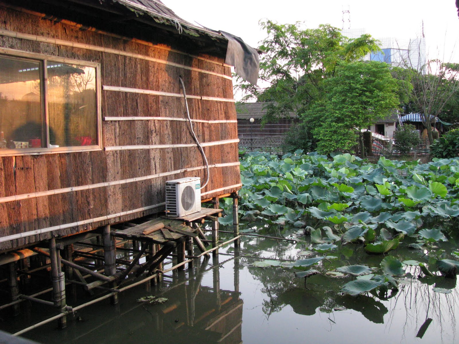 The Chicken Story - 22 June 2008 | NJW: no journey wasted