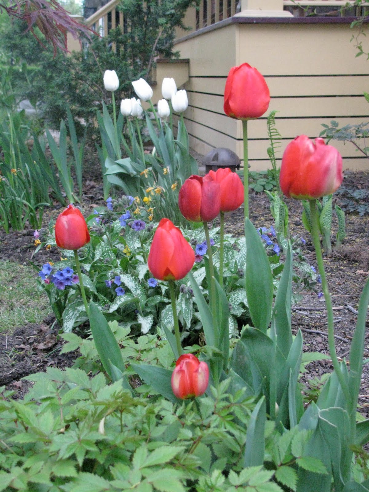 My Roots Run Deep (Original): Tulip Time