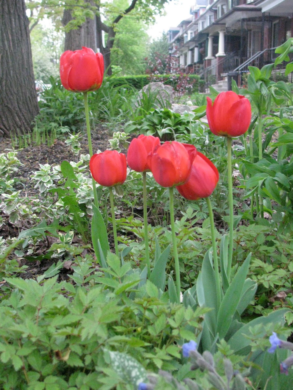 My Roots Run Deep (Original): Tulip Time