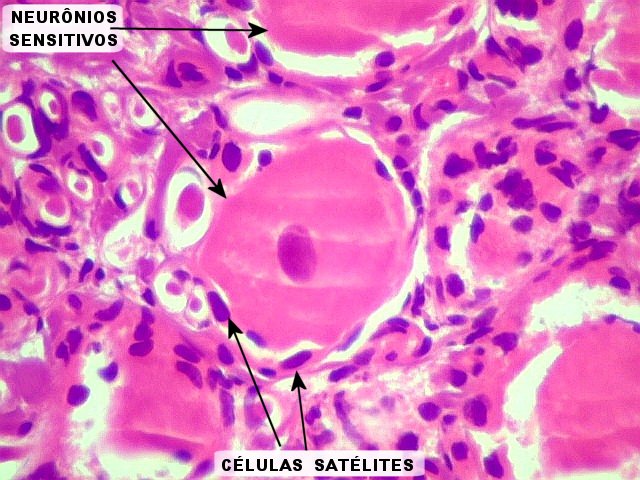 Tecido Nervoso II | A.F.H - Os Tecidos