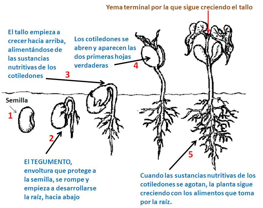 CEIP MIGUEL DE CERVANTES: Unidad 2: El reino de las plantas (5º de ...