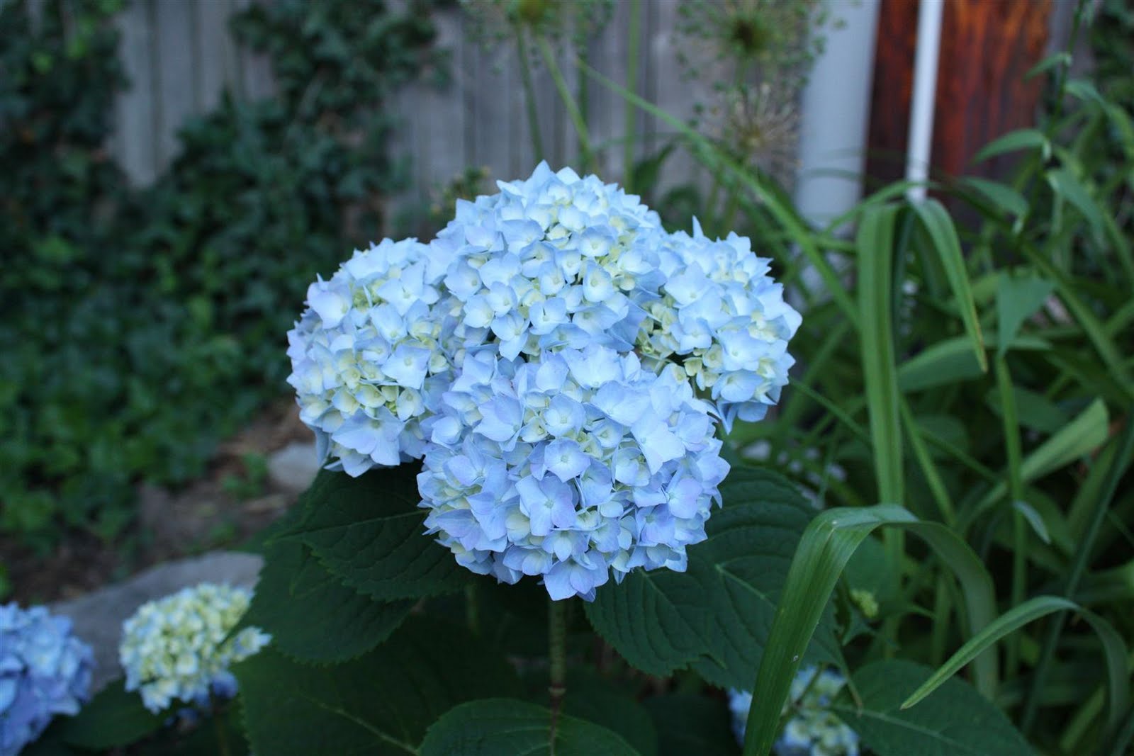 Russet Street Reno: Hydrangea Tour