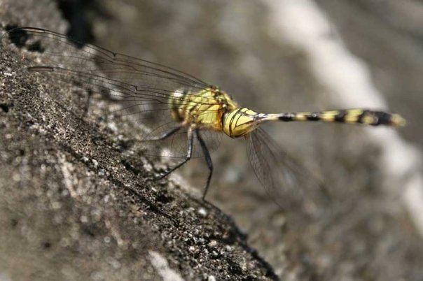 Beach Resorts Philippines: PHILIPPINE INSECTS YOU'LL NORMALLY FIND DAY ...
