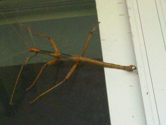 Haas Shenanigans: Branch Bug