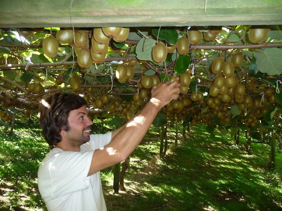 Trabajo de Kiwi Picking en Nueva Zelanda