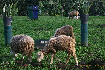 Backpacking Philippines: The "Lost" Sheep of Camp Atilano