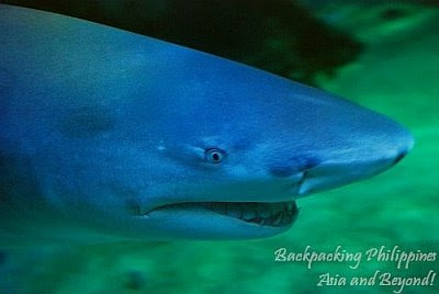 Backpacking Philippines: Fishes, Sharks at the Oceanarium called Sydney ...