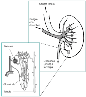 APARATO RENAL: LA NEFRONA