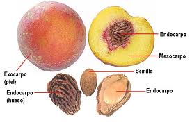 forestal.vasquez: UNIDAD 11: FRUTO Y SEMILLA