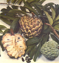 Philippine Facts and History: Atis -Philippine Fruits
