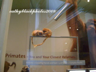 Travel Tips and Trips: NATIONAL MUSEUM OF NATURAL HISTORY-MAMMALS-MEET ...