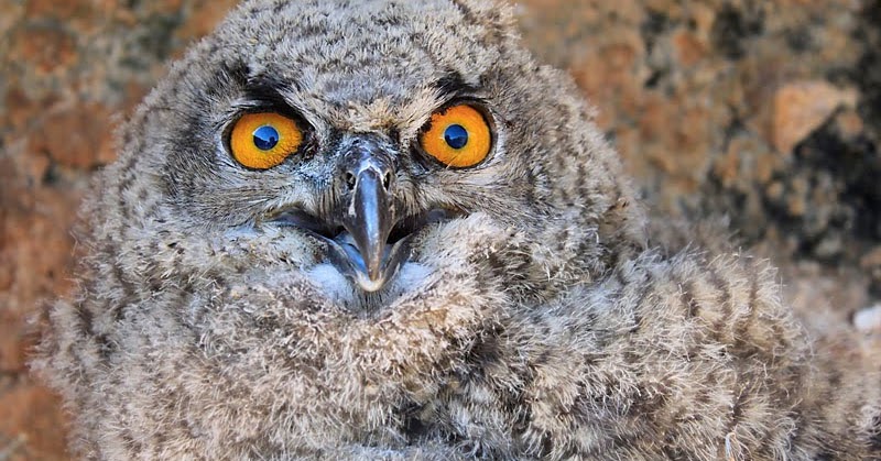 La Naturaleza que nos queda: Experiencias de un pequeño búho real