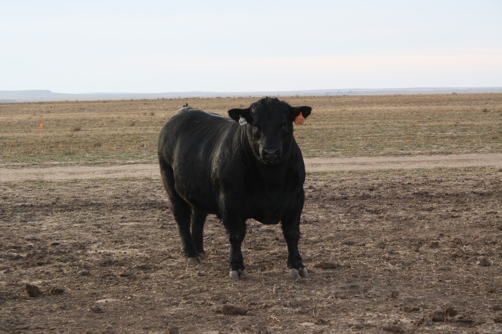 Five F Enterprises: Registered Angus Bulls For Sale