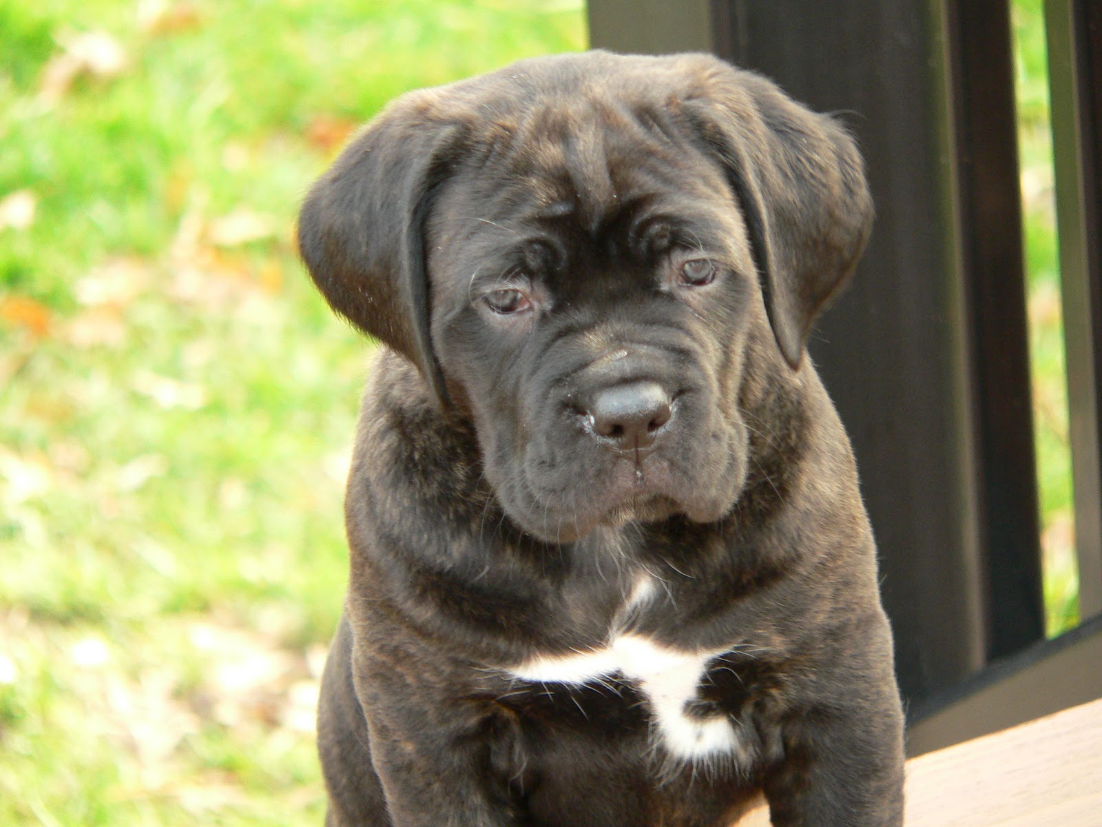 Black Pearl Cane Corso News: The princesses at 6.5 weeks