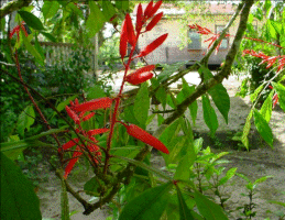 INPRONAL S.A.S. (INTERAMERICANA DE PRODUCTOS NATURALES S.A.S): NUESTRAS ...