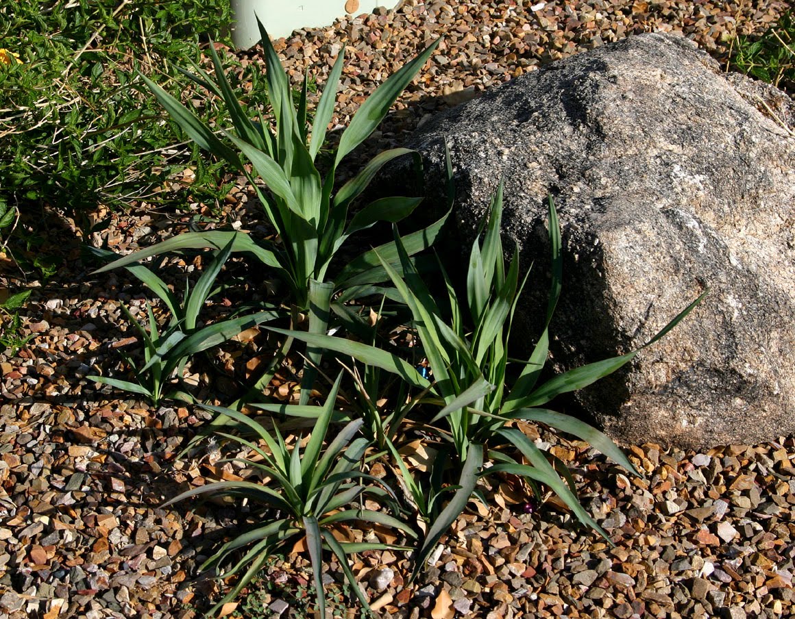 A Daily Photo Journal by Michelle Breaux: Baby Yuccas Still Growing