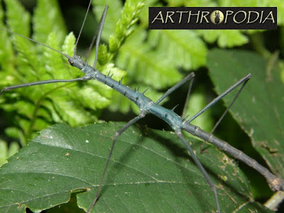 Arthropodia Phasmes: Acanthomenexenus polyacanthus