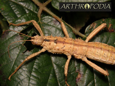 Arthropodia Phasmes: Canachus alligator