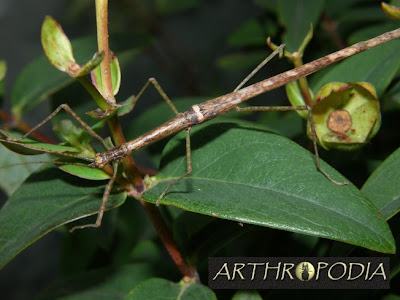 Arthropodia Phasmes: Asystata sp