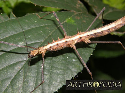 Arthropodia Phasmes: Acanthomenexenus polyacanthus