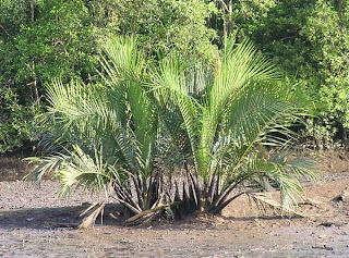 Lee's blog: Attap Chee or buah kabung