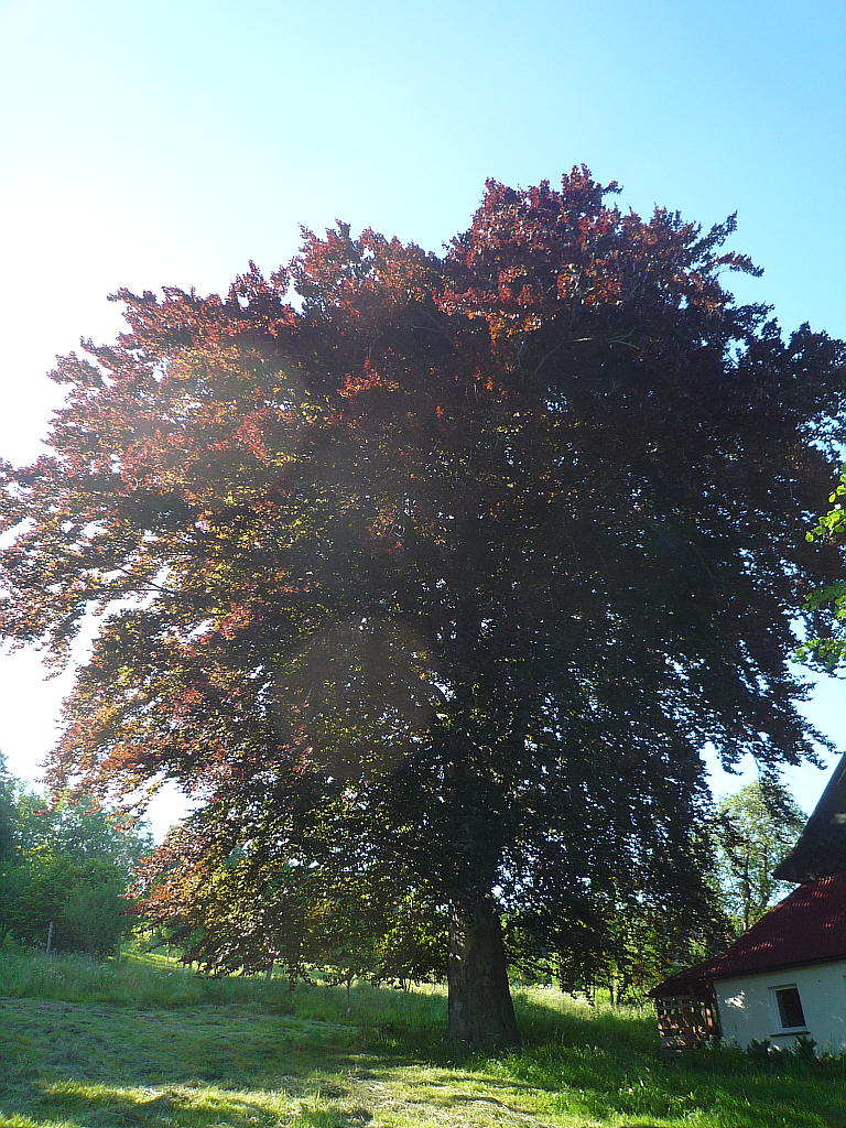 Oldest Trees Najstarsze Drzewa: Czerwony buk w Głębocku / Red Beech in ...