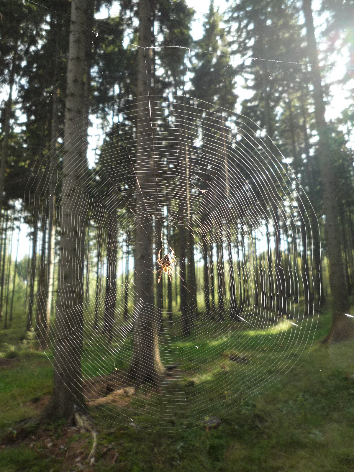 Krzyżak ogrodowy / Araneus diadematus | Serwis Ekologiczny