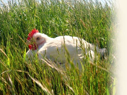 Petaluma Poultry At How's Today: Really Better?