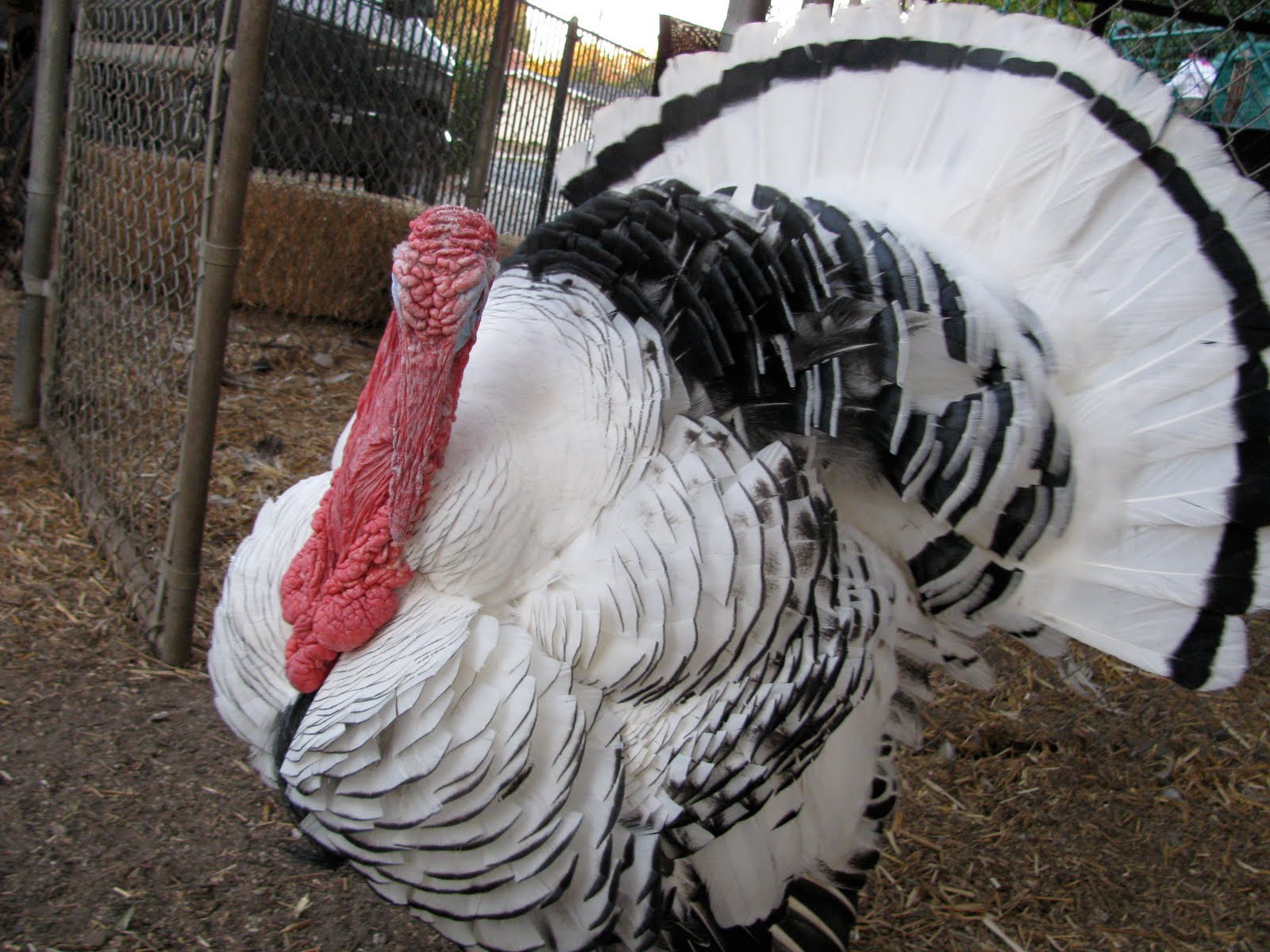 The Turkey Of Terror