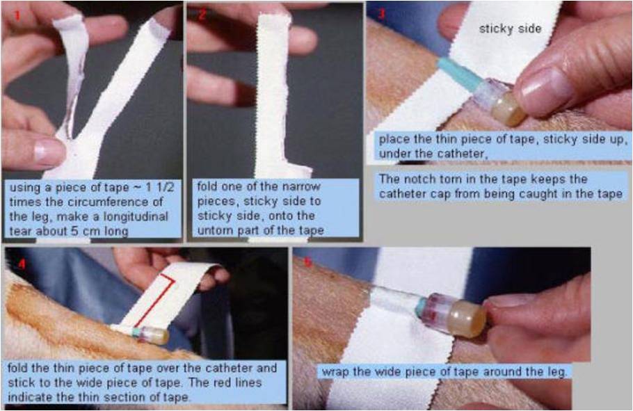 Veterinary Practice: Intravenous Catheterization Techniques & Taping ...