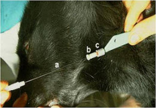 Veterinary Practice: Intravenous Catheterization Techniques & Taping ...