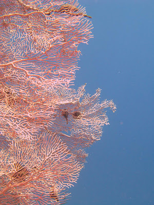 Plongée à la mer rouge: Coraux durs et moux