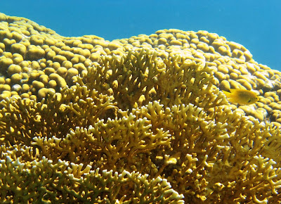 Plongée à la mer rouge: Coraux durs et moux