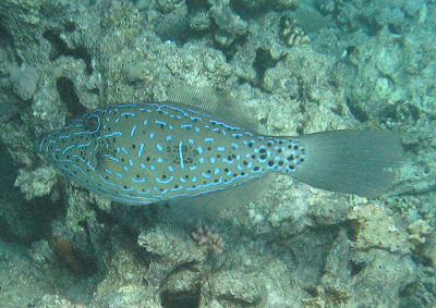 Plongée à la mer rouge: Poisson Bourse écriture