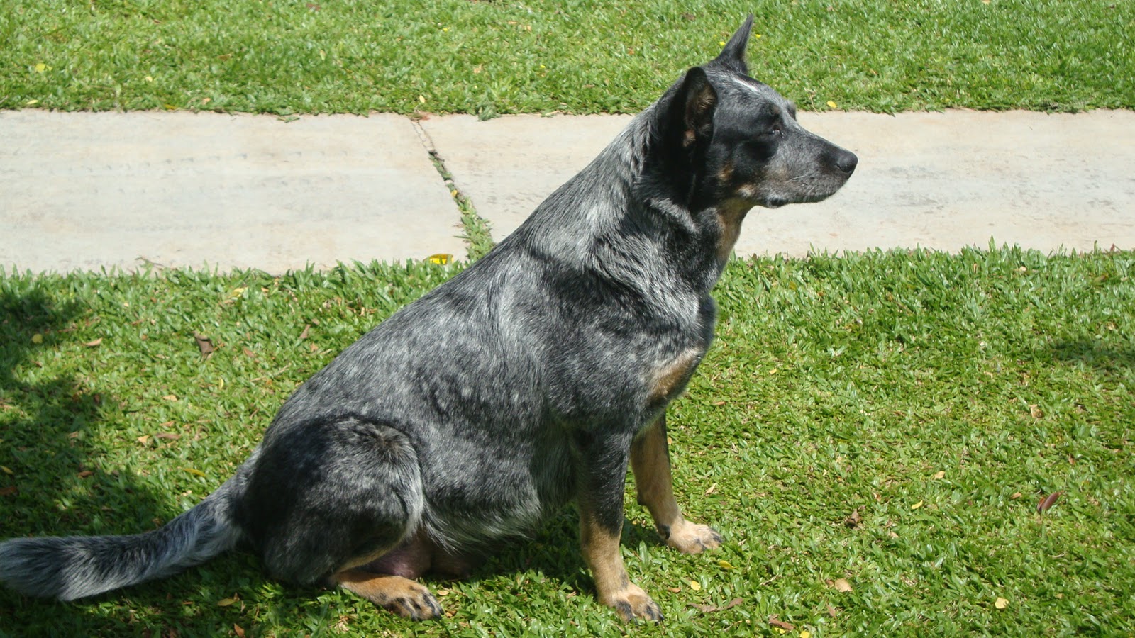 BULL HILLERs: dezembro 2010