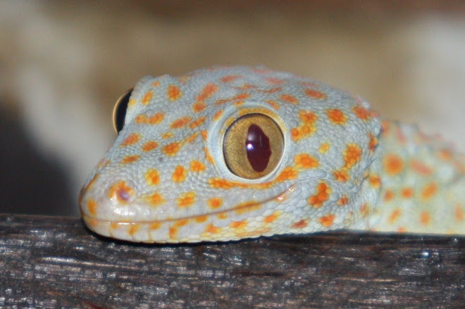 INDONESIE: in traditionele javaanse kleding