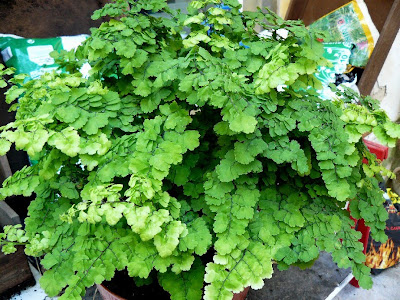 Outras Comidas: Capilé