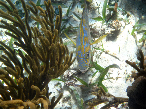 Moving to Mexico: Snorkeling Among a Cornucopia of Colorful Fish at the ...