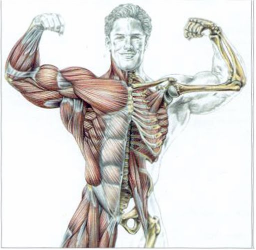 Músculos&Cia: Estudando a Musculação