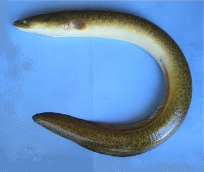 Jabonga, Agusan del Norte, Philippines: 200911